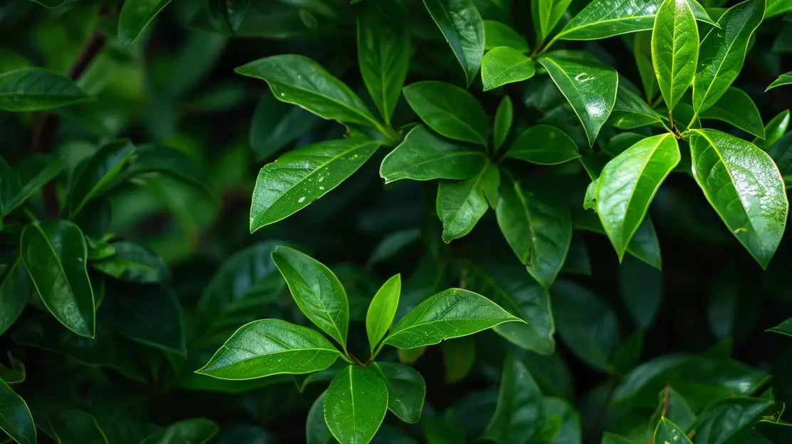 What is Matcha Made Of?