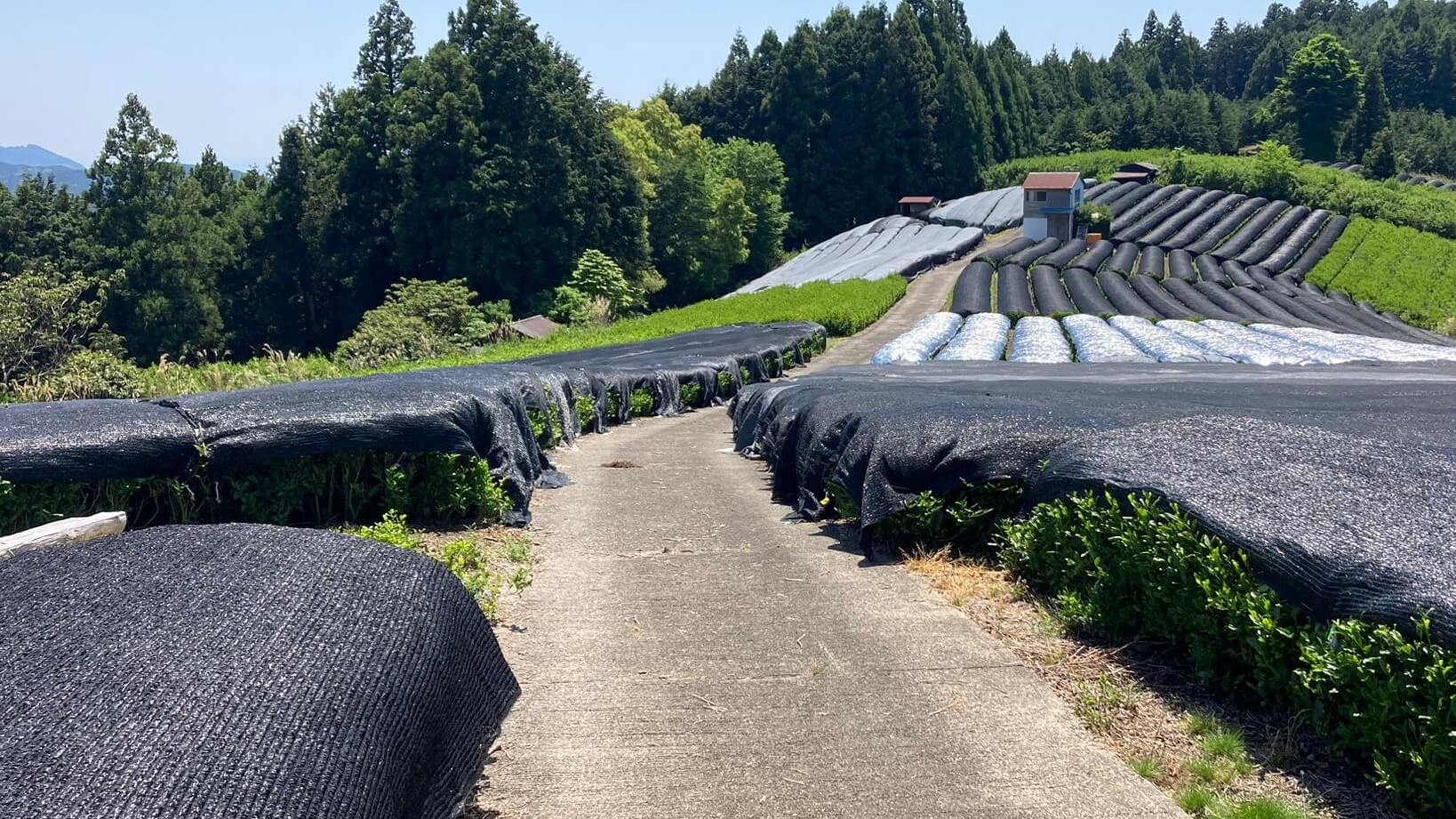 Manufacturing Process of Matcha