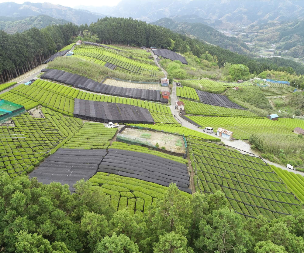 Buy Premium Japanese Matcha Green Tea Online | Tencha India